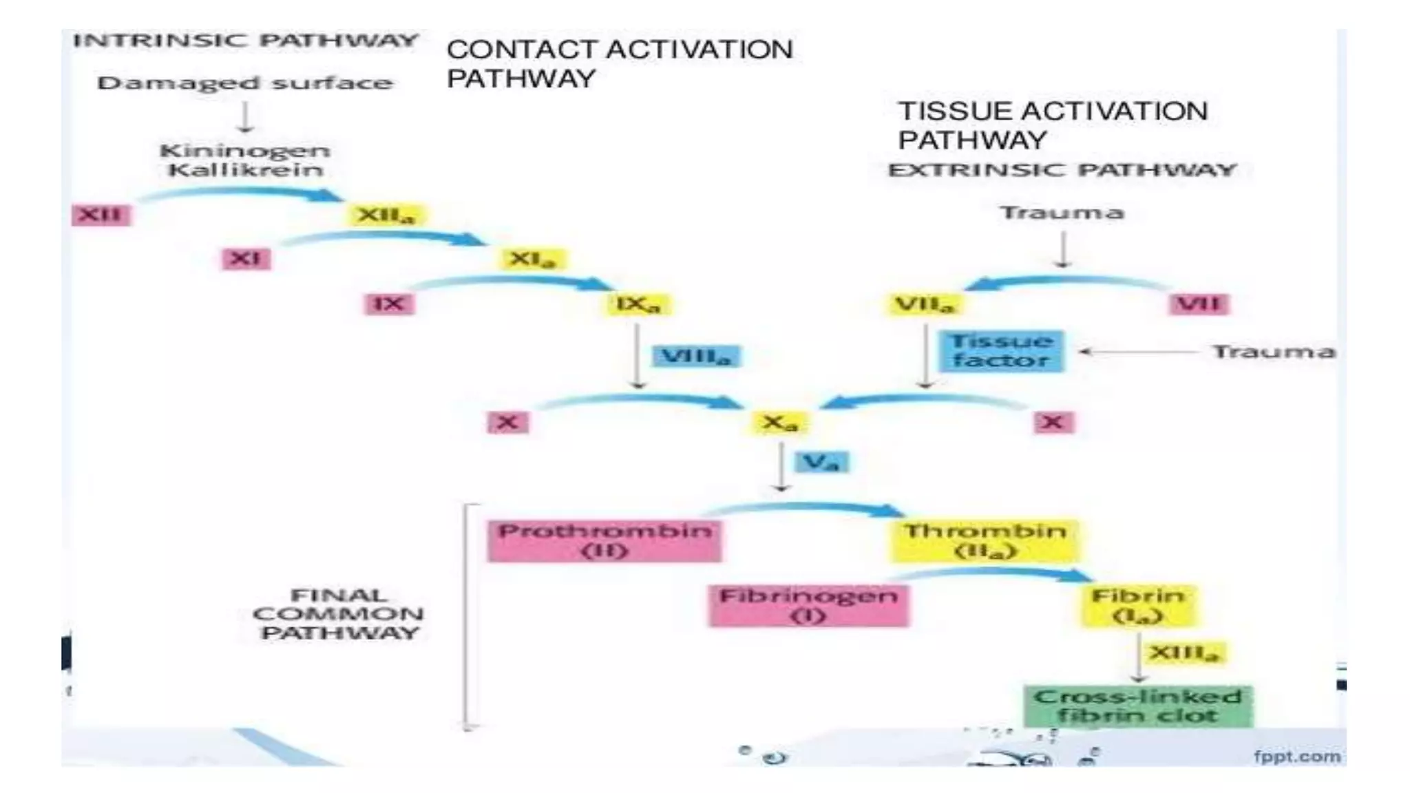 Physiology of wound healing | PPTX