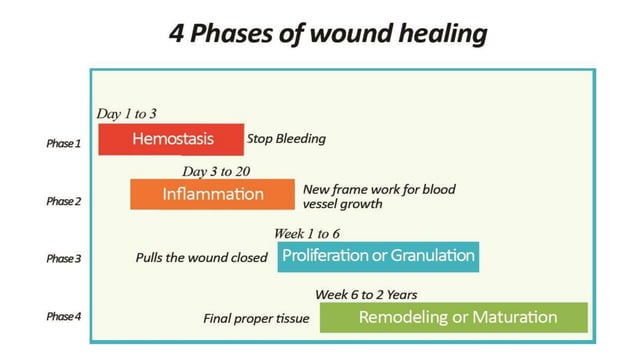 Physiology of wound healing | PPTX | Chemistry | Science