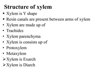 Physiology of xylem in Pinus tree1ppt1ptx | PPTX