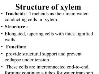 Physiology of xylem in Pinus tree1ppt1ptx | PPTX