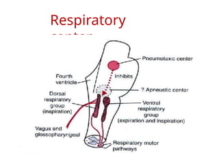 neural regulation of respiration a topic of basics sciences | PPT