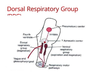 neural regulation of respiration a topic of basics sciences | PPT