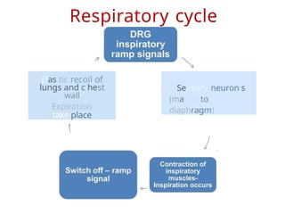 neural regulation of respiration a topic of basics sciences | PPT