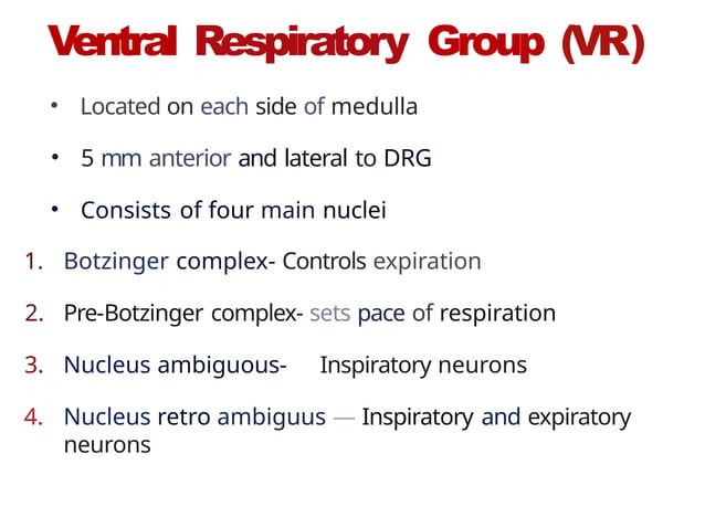 neural regulation of respiration a topic of basics sciences | PPT