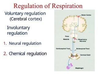 neural regulation of respiration a topic of basics sciences | PPT