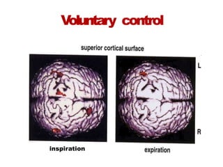 neural regulation of respiration a topic of basics sciences | PPT