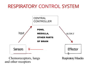 neural regulation of respiration a topic of basics sciences | PPT