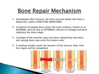 The control of bone growth and repair | PPTX
