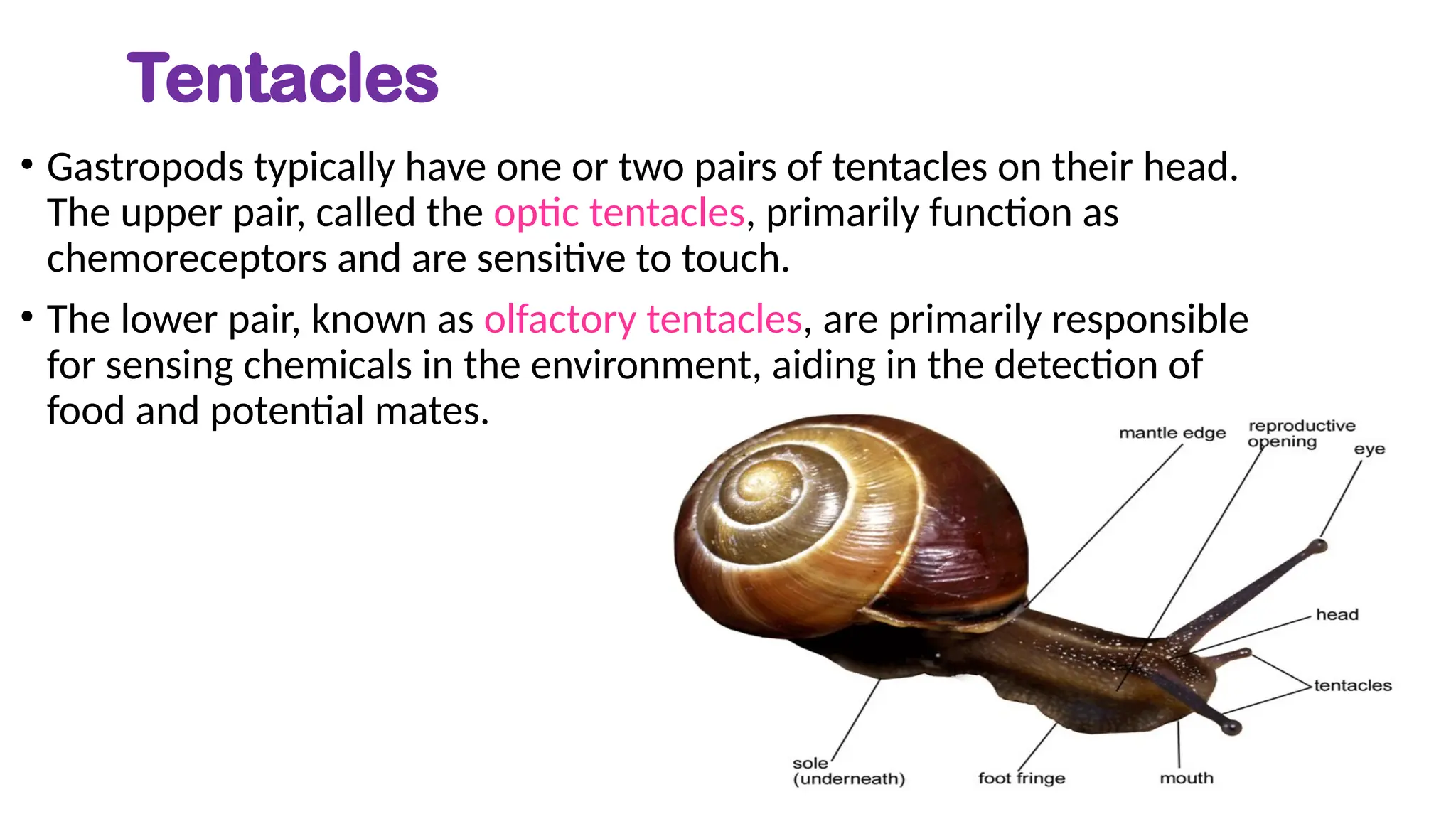 Sensory organs in shellfish - physiology | PPTX