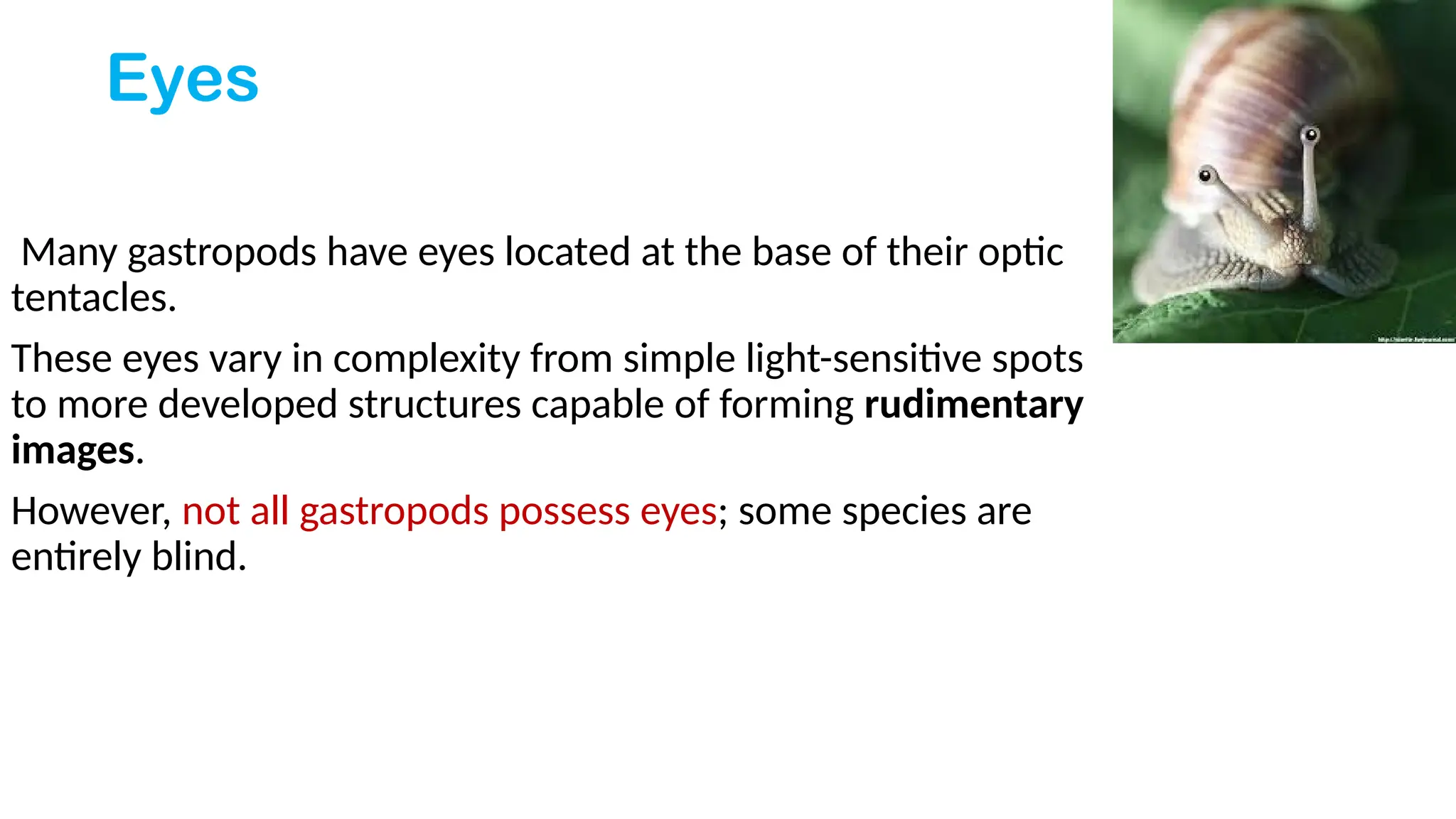 Sensory organs in shellfish - physiology | PPTX