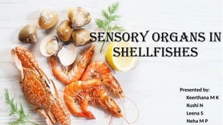 Sensory organs in shellfish - physiology | PPTX