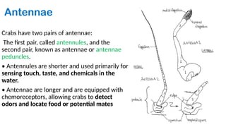 Sensory organs in shellfish - physiology | PPTX