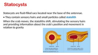 Sensory organs in shellfish - physiology | PPTX