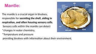 Sensory organs in shellfish - physiology | PPTX