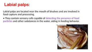Sensory organs in shellfish - physiology | PPTX