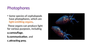 Sensory organs in shellfish - physiology | PPTX