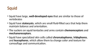 Sensory organs in shellfish - physiology | PPTX