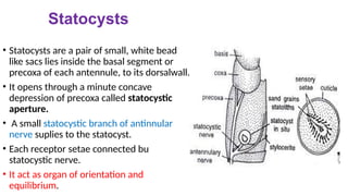 Sensory organs in shellfish - physiology | PPTX