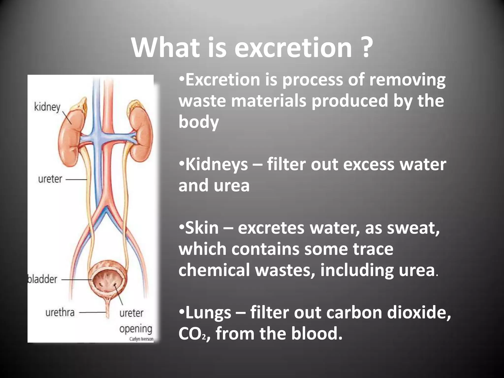 Physiology ppt | PPTX