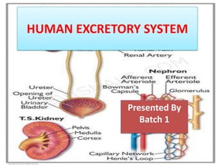 Physiology ppt | PPT
