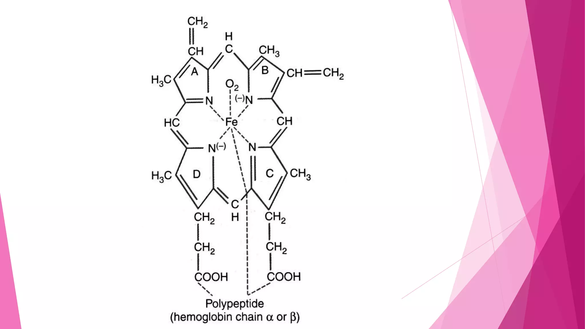 Structure Of Hemoglobin and Difference between Fetal and Adult ...