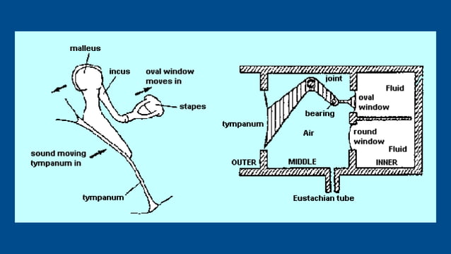 Physiology PPT - Impedance Matching.pptx