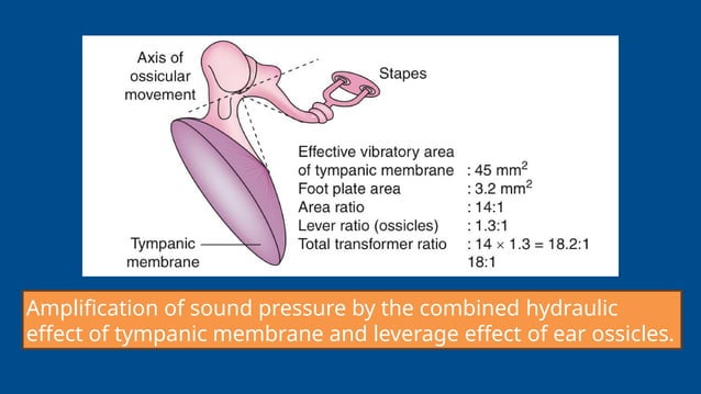 Physiology PPT - Impedance Matching.pptx
