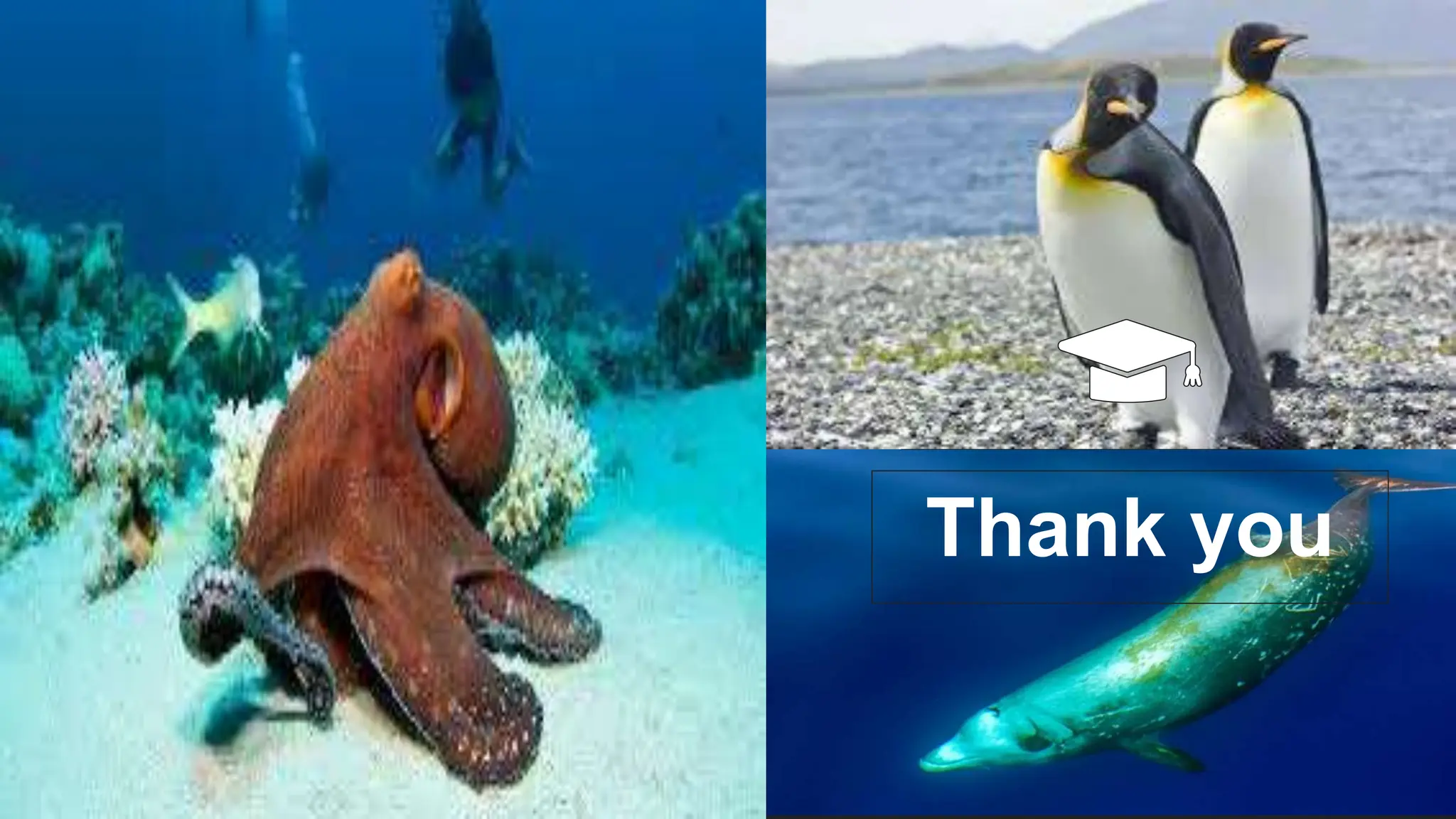 Air breathing and respiratory adaptations in diver animals | PPTX