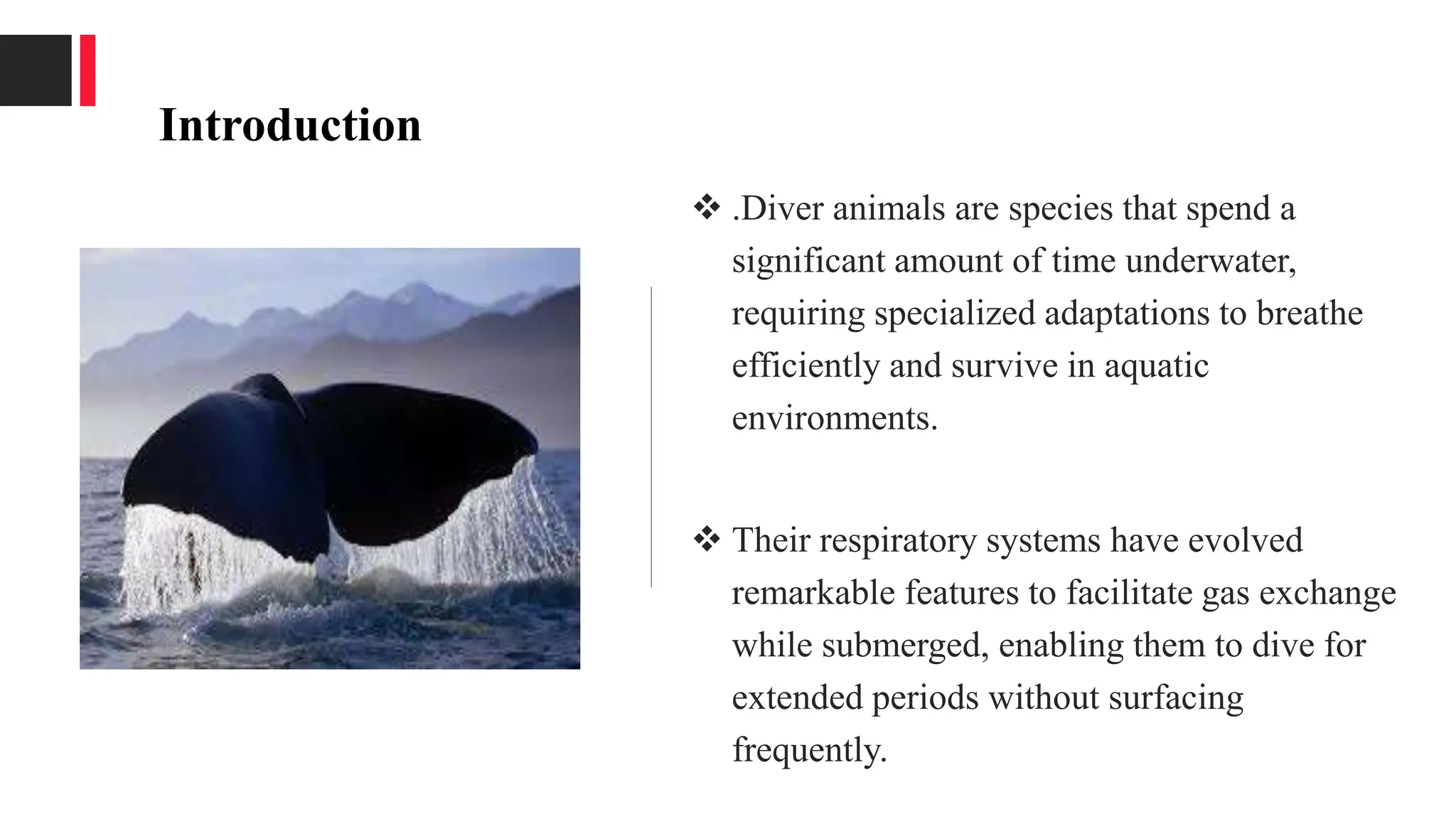 Air breathing and respiratory adaptations in diver animals | PPTX