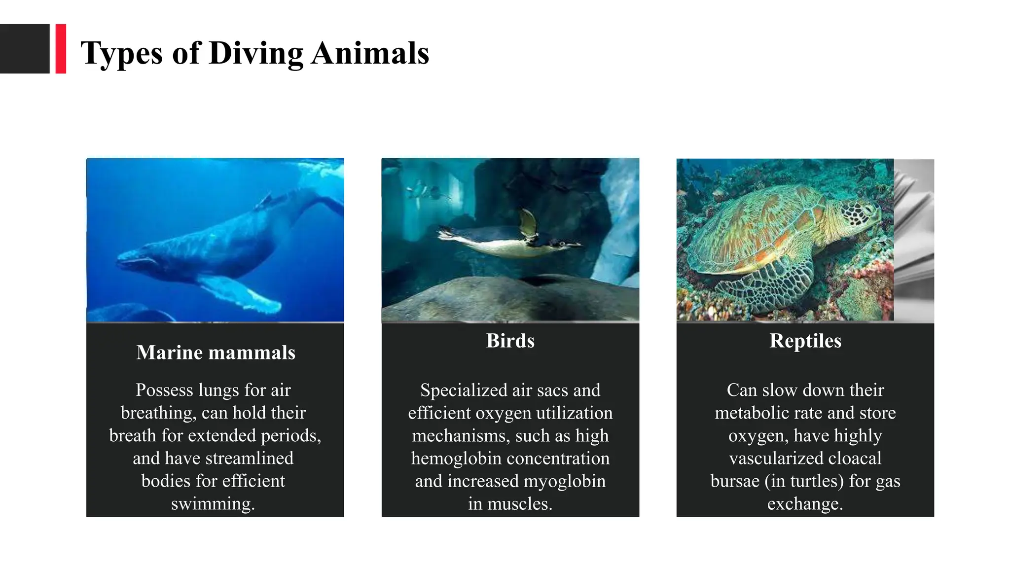 Air breathing and respiratory adaptations in diver animals | PPTX