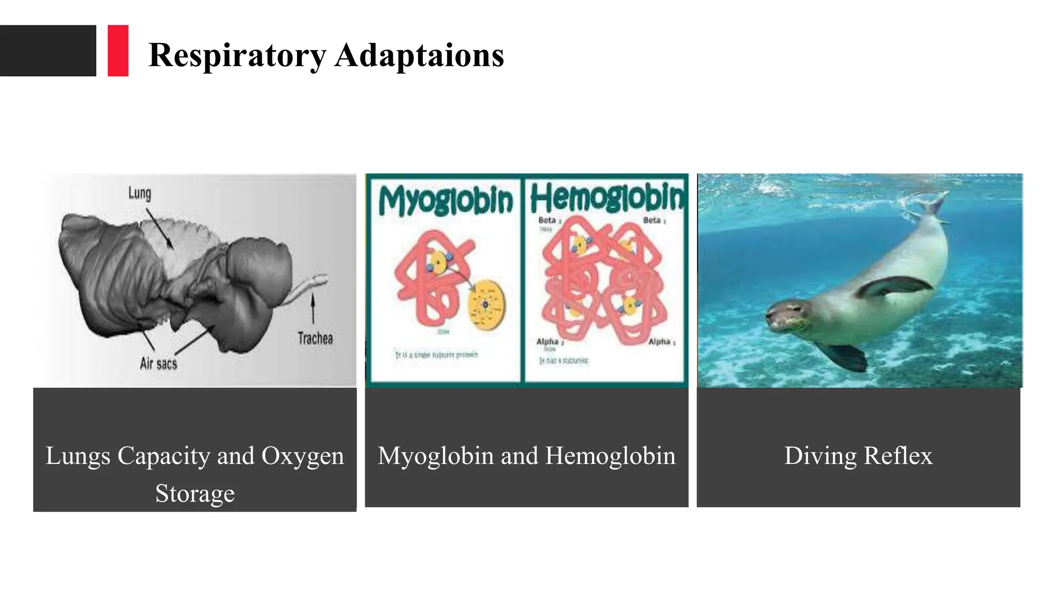 Air breathing and respiratory adaptations in diver animals | PPTX