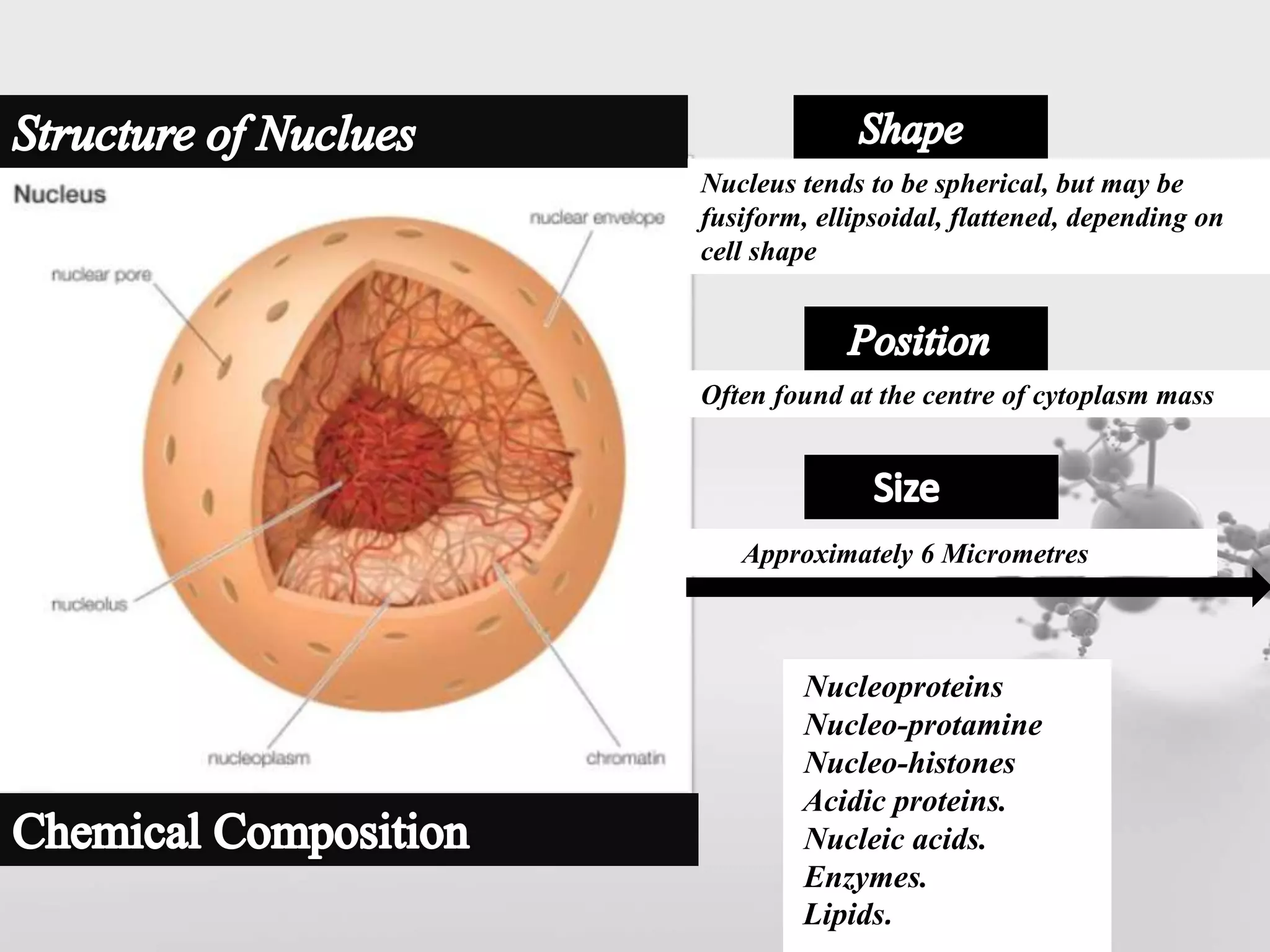 Physiology presentation cell nucleus | PPT