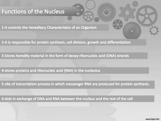 Physiology presentation cell nucleus | PPT