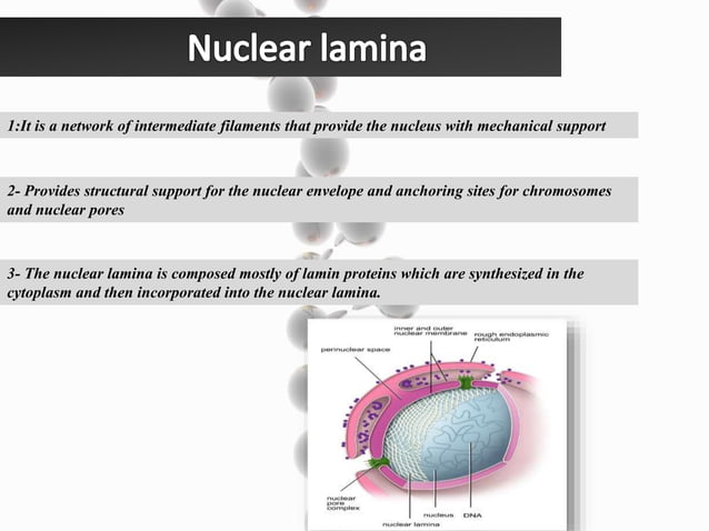 Physiology presentation cell nucleus | PPT