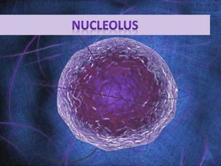 Physiology presentation cell nucleus | PPT