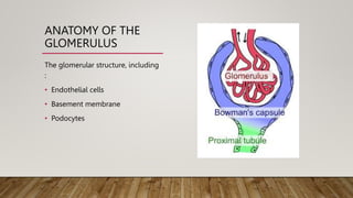 PHYSIOLOGY PRESENTATION NEPHRITIC SYNDROME - RENAL.pptx