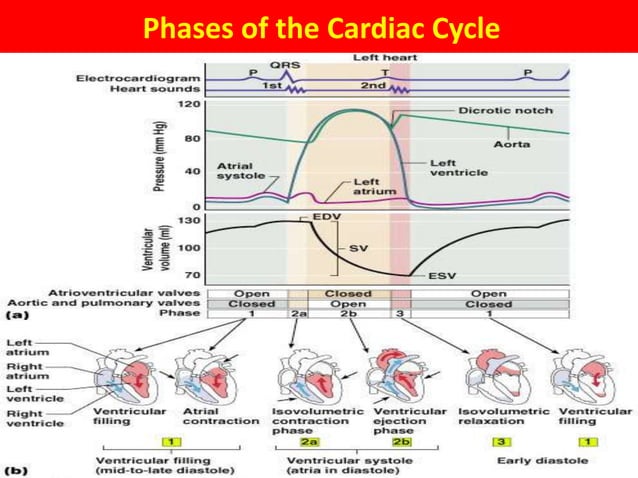 Physiology presntation Cardaic cycle | PPT