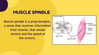 Presentation on muscle spindle and motor neuron lesion.pptx