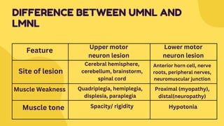Presentation on muscle spindle and motor neuron lesion.pptx