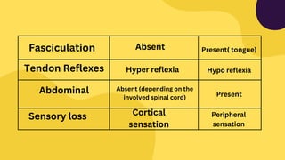 Presentation on muscle spindle and motor neuron lesion.pptx