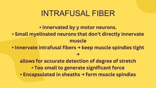Presentation on muscle spindle and motor neuron lesion.pptx