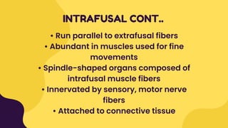 Presentation on muscle spindle and motor neuron lesion.pptx