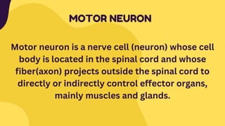 Presentation on muscle spindle and motor neuron lesion.pptx