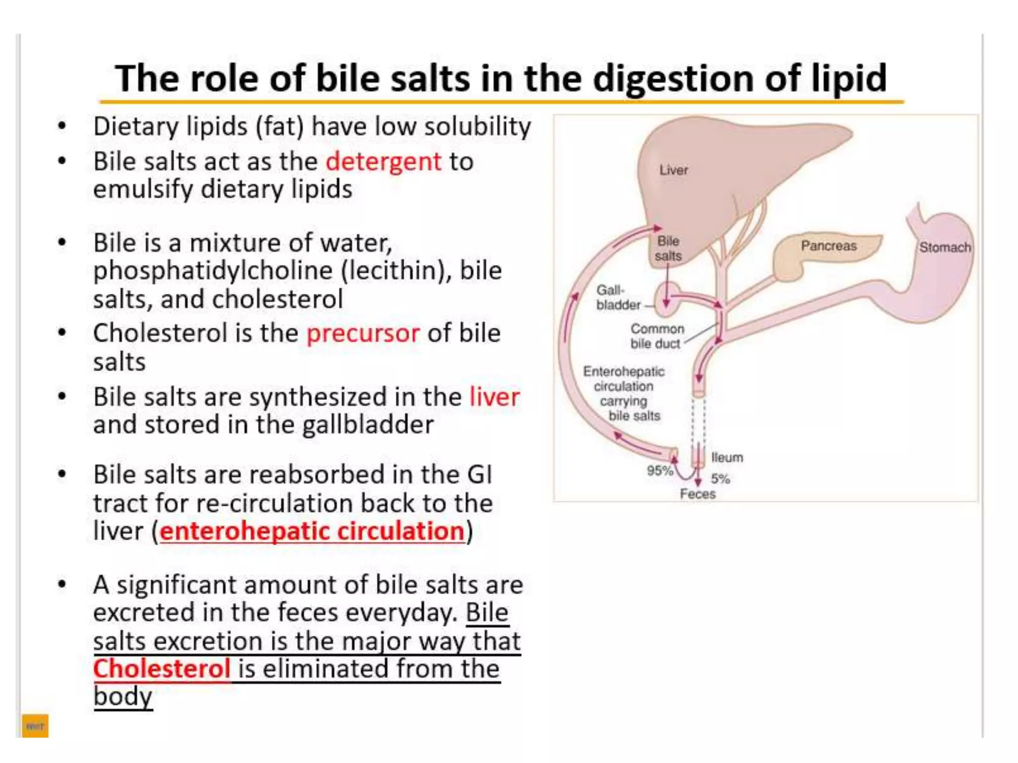 Physiology properties of bile, composition of bile, functions of bile ...
