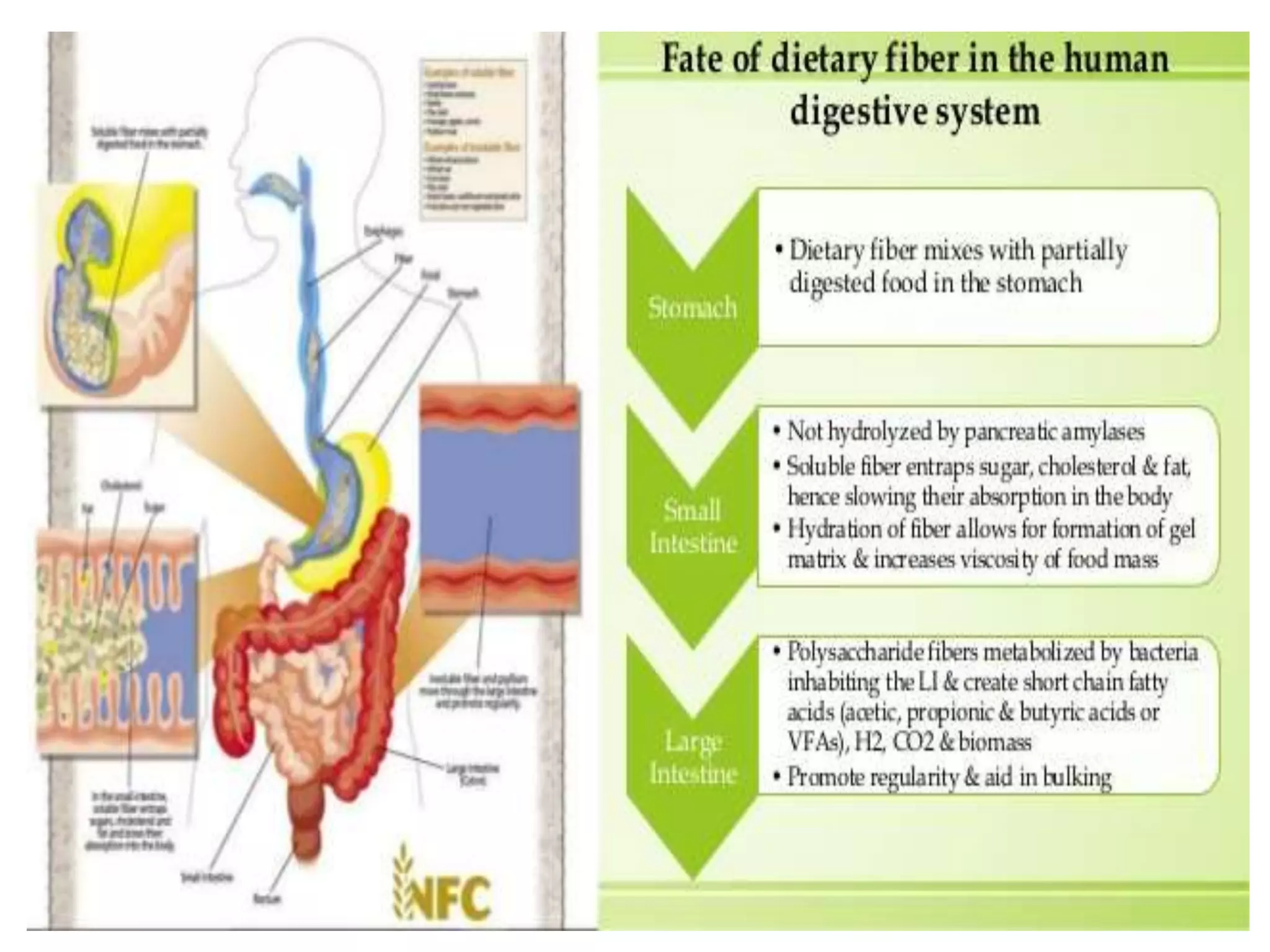 Physiology properties of bile, composition of bile, functions of bile ...