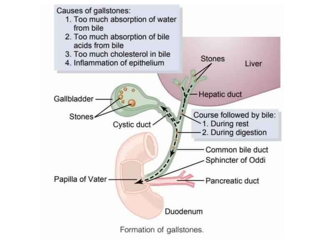 Physiology properties of bile, composition of bile, functions of bile ...