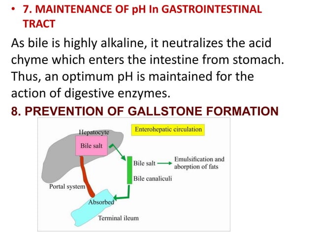 Physiology properties of bile, composition of bile, functions of bile ...