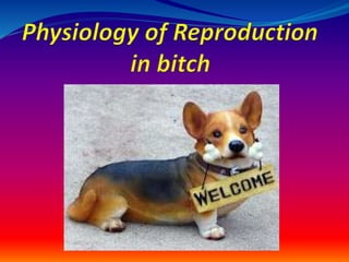 physiology rec.pptx | Pregnancy | Reproductive Health
