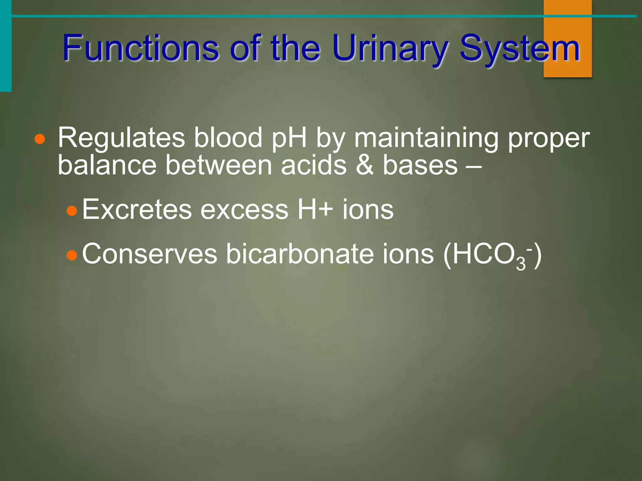 physiology renal system.ppt | Chemistry | Science