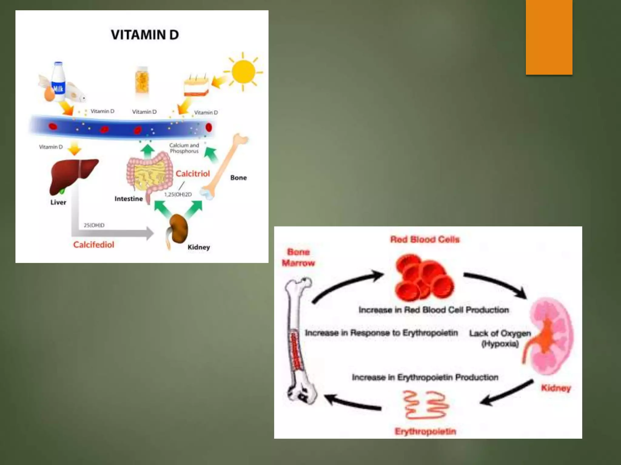 physiology renal system.ppt | Chemistry | Science